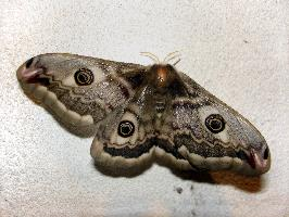 Small emperor moth (Saturnia pavonia)
