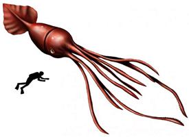 Colossal squid (Mesonychoteuthis hamiltoni)