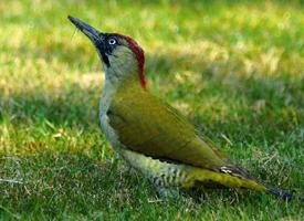European green woodpecker (Picus viridis)