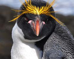 Macaroni penguin (Eudyptes chrysolophus)