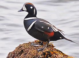 Harlequin duck (Histrionicus histrionicus)